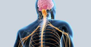 THERAMINE - Pain and Inflammation